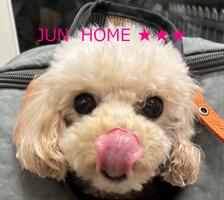 【アットホーム】(株)JUN HOME（ジュンホーム）(兵庫県姫路市)｜不動産会社｜賃貸・不動産情報